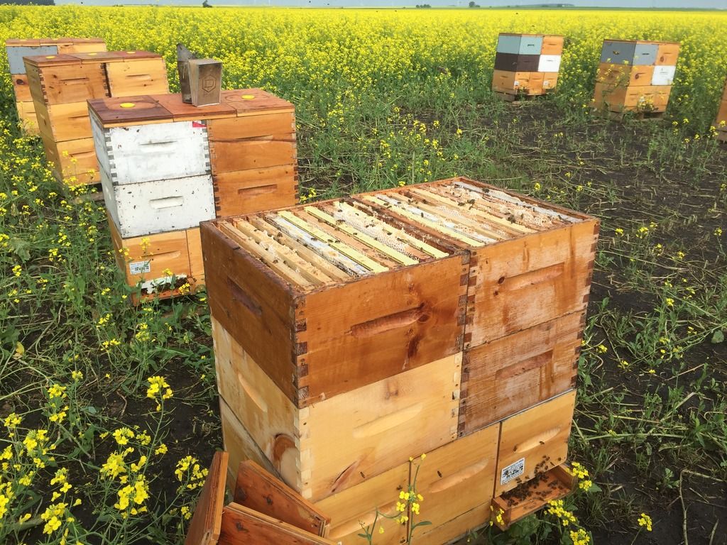 Double nucs' average first year? | Beesource Beekeeping Forums